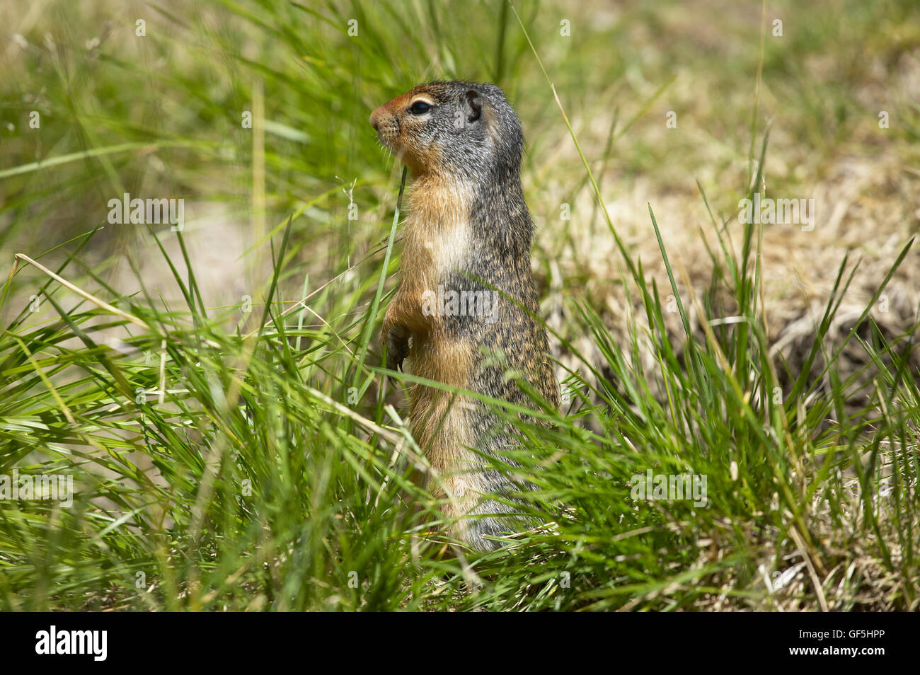 British black squirrel hi-res stock photography and images - Alamy