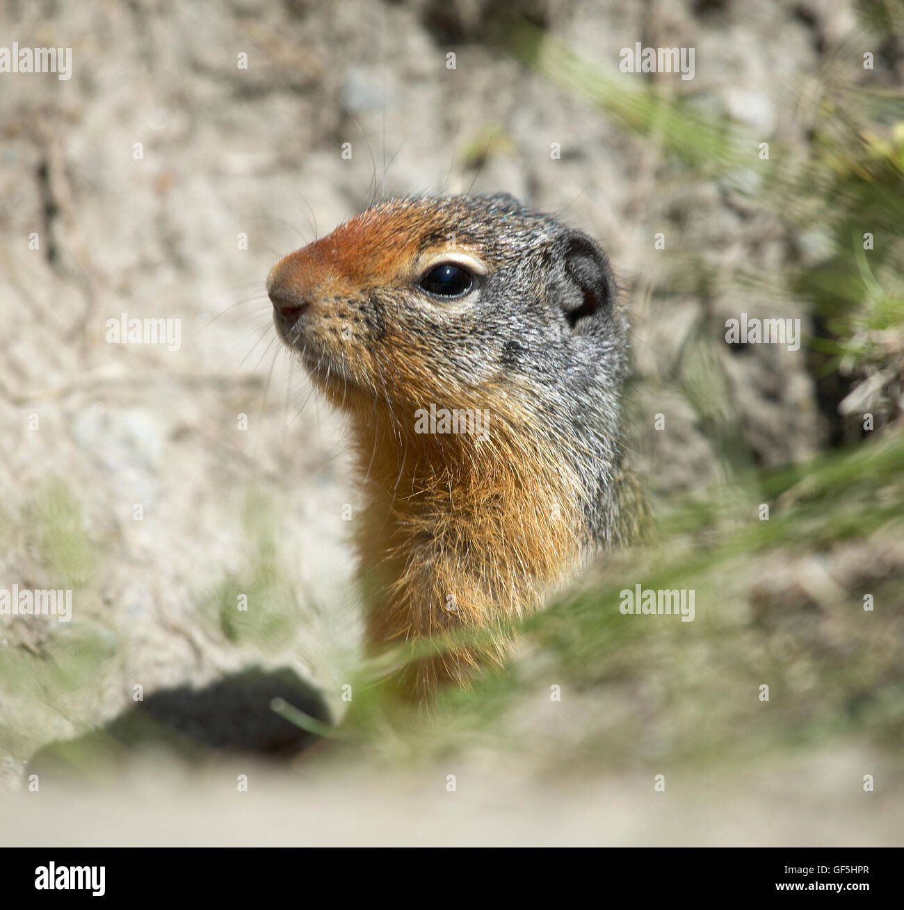 Squirrel head hi-res stock photography and images - Alamy