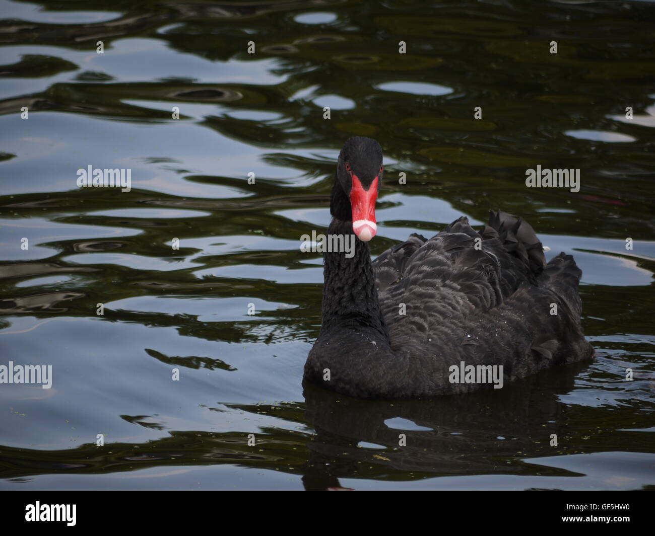 black swan swimming bird water lake London Stock Photo - Alamy