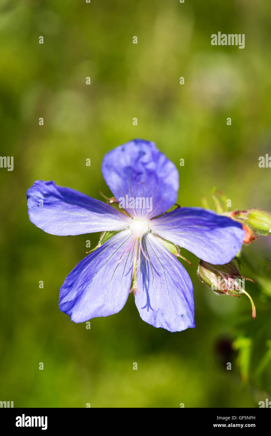 Wild flowering plant. Meadow Cranesbill, (Geranium Pratense Stock Photo ...