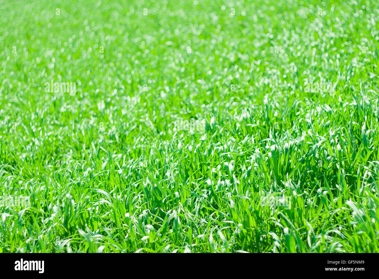 Green grass field Stock Photo - Alamy