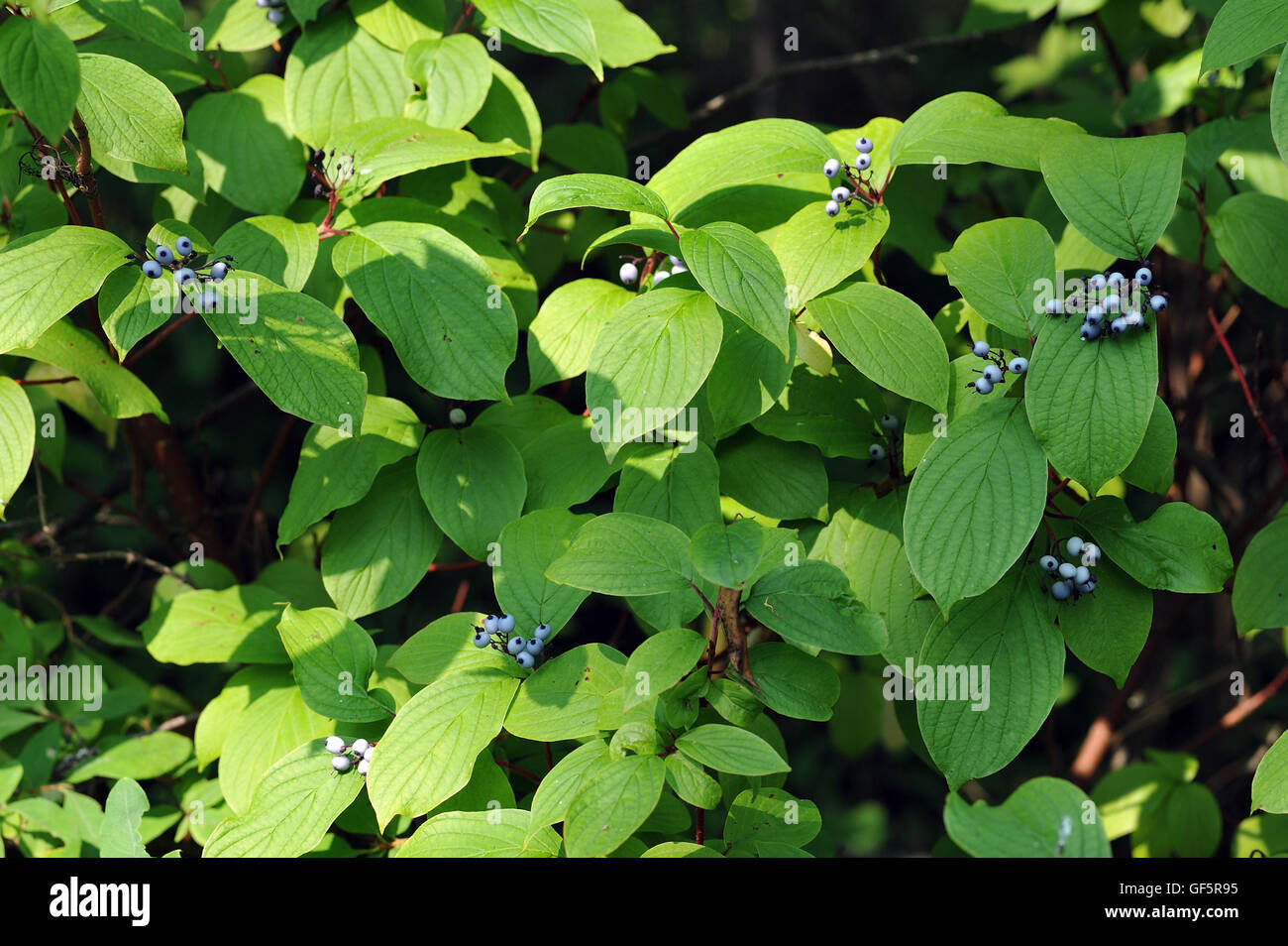 Frangula hi-res stock photography and images - Alamy