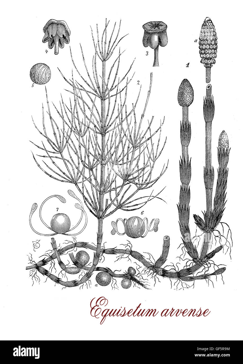 Common horsetail or Equisetum arvense is a herbaceous perennial plant ...