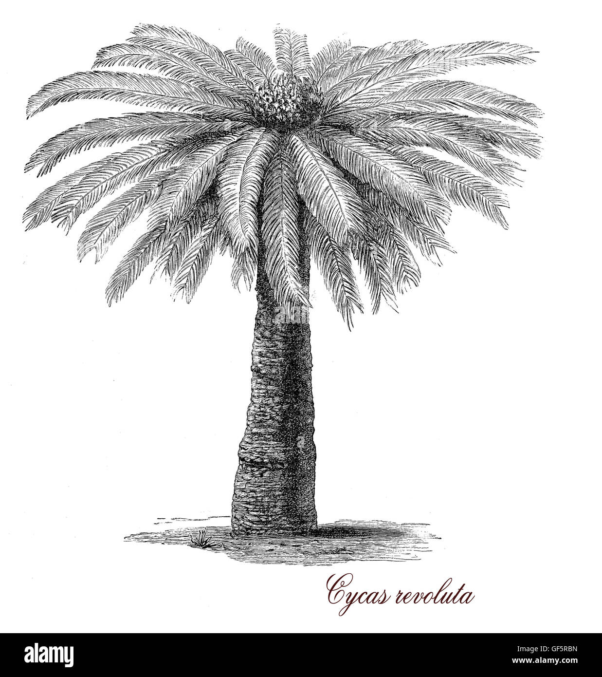 Cycads Drawing