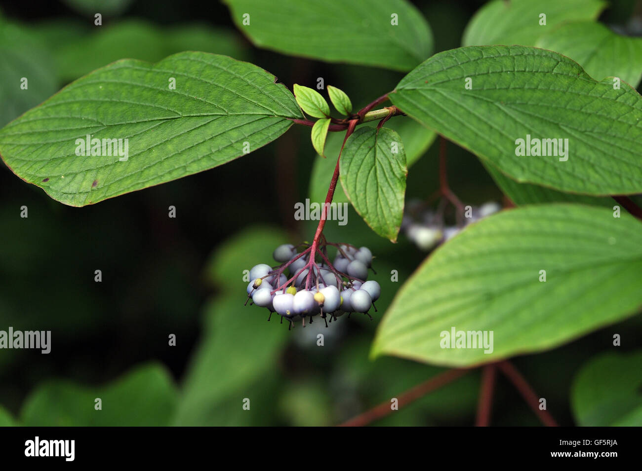 Alder buckthorn frangula alnus leaves hi-res stock photography and ...