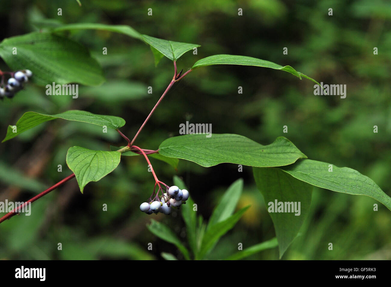 Alder buckthorn frangula alnus leaves hi-res stock photography and ...