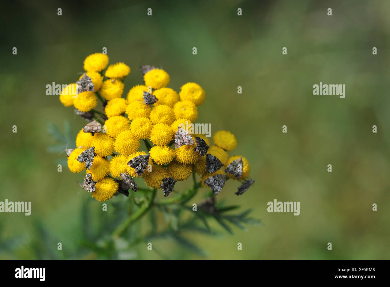 Close up of tansy plant with mane little butterflies on the top Stock ...