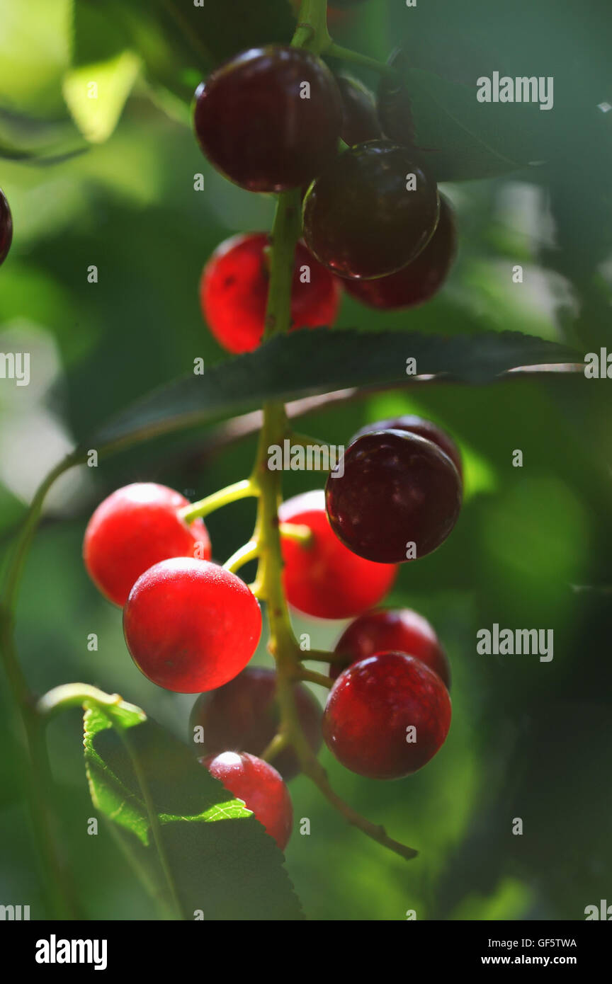 Close up of red bird cherry in the backlight Stock Photo - Alamy