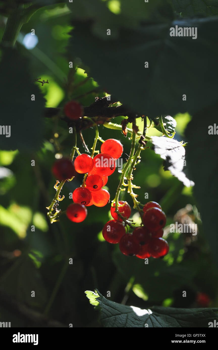 Close up of red currant fruits in backlight Stock Photo - Alamy