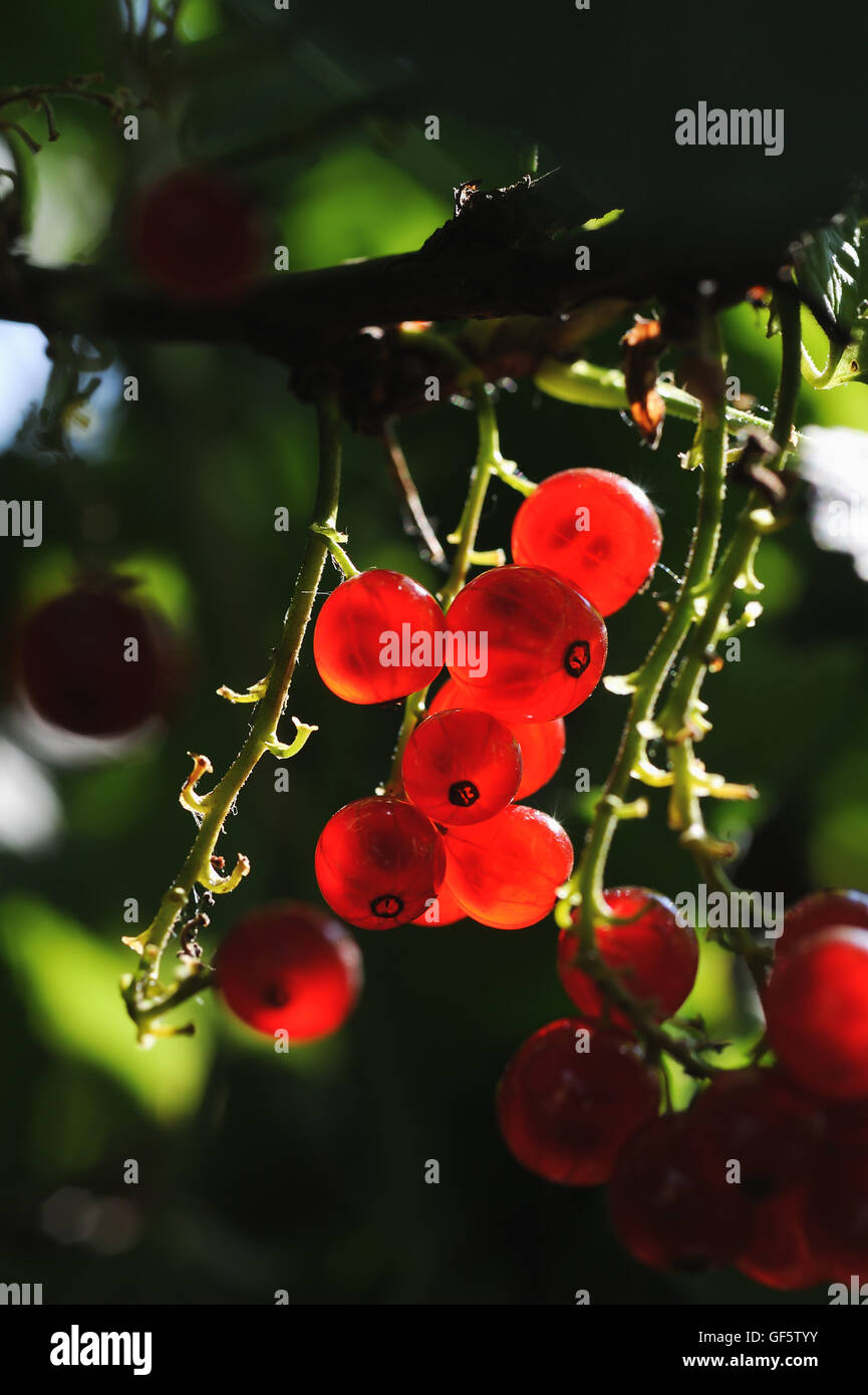 Close up of red currant fruits in backlight Stock Photo - Alamy