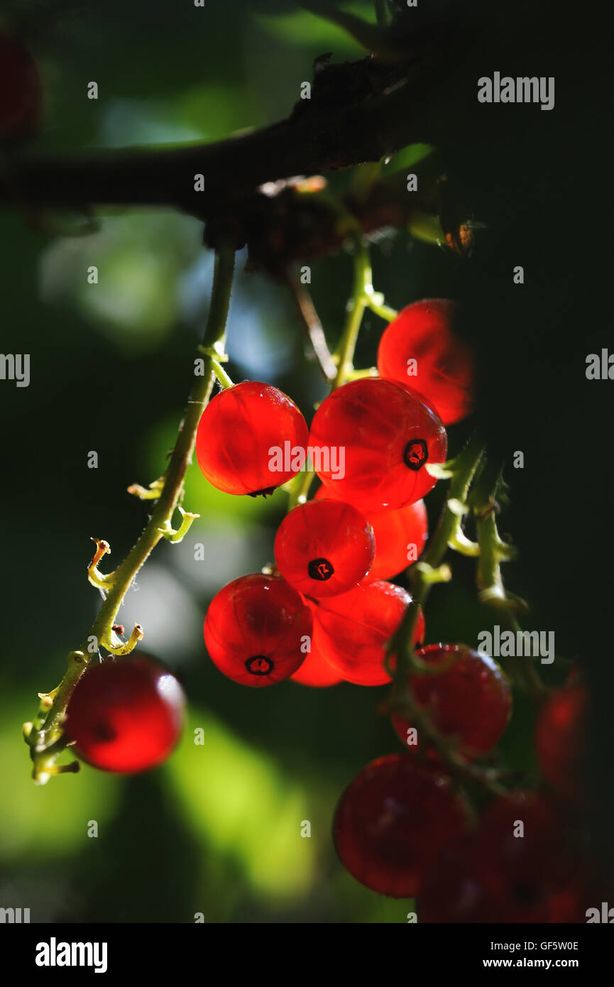 Close up of red currant fruits in backlight Stock Photo - Alamy