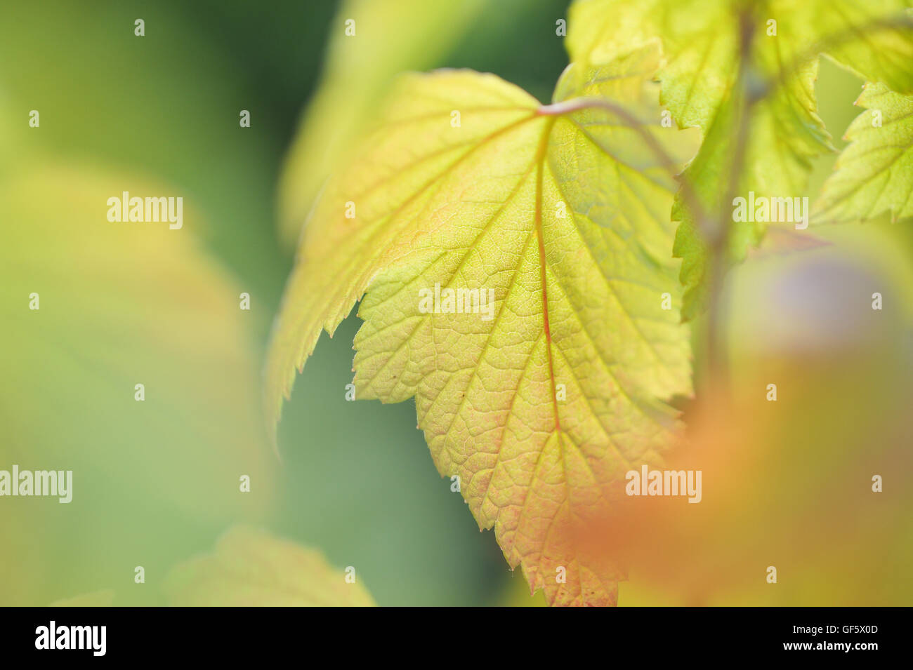 Currant leaves hi-res stock photography and images - Alamy