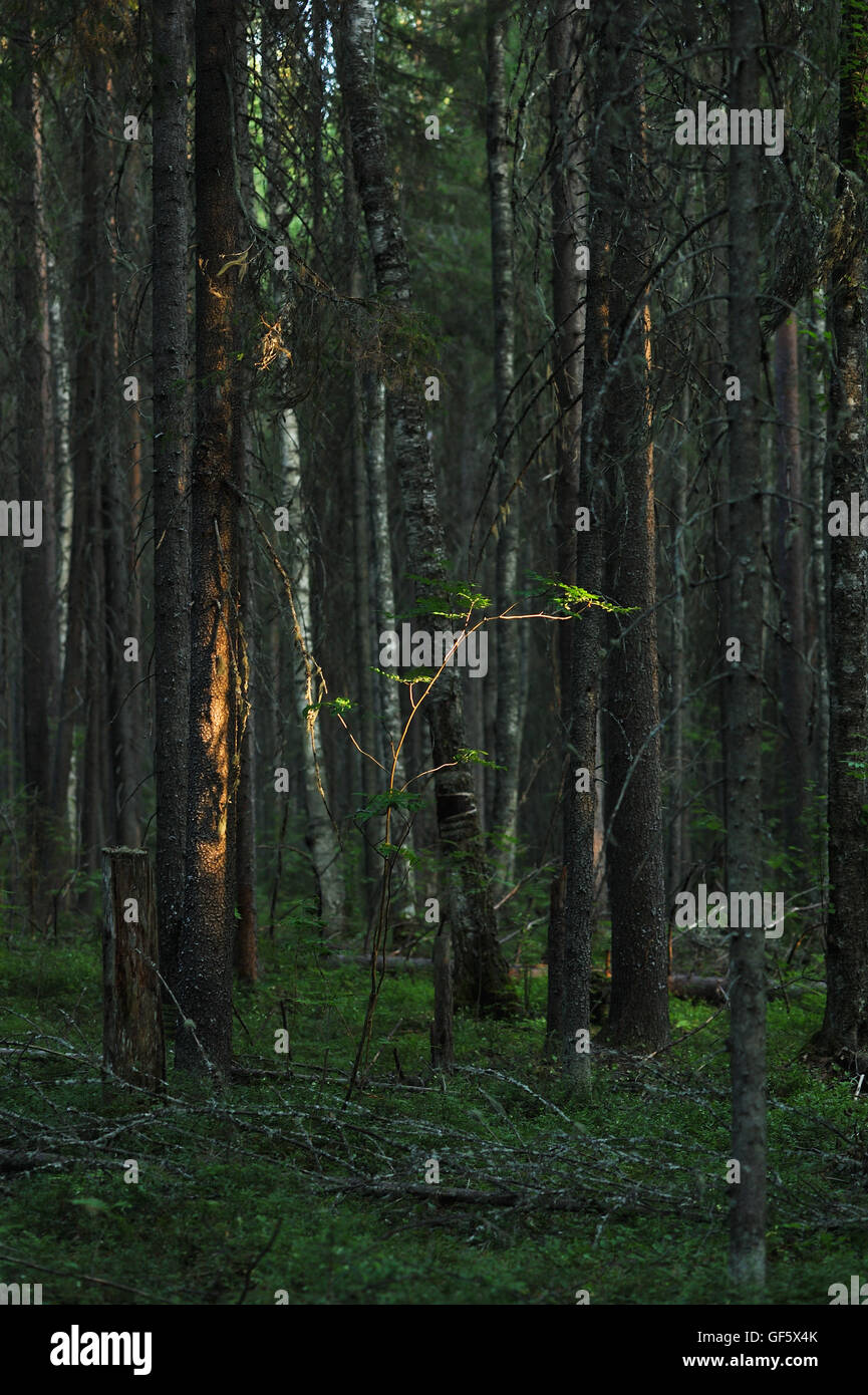 Landscape view deep in forest Stock Photo - Alamy