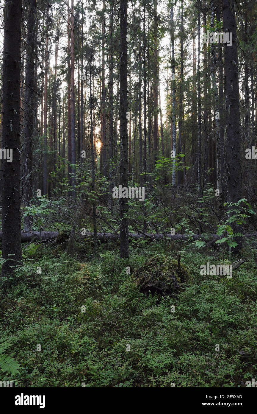 Landscape view deep in forest Stock Photo - Alamy