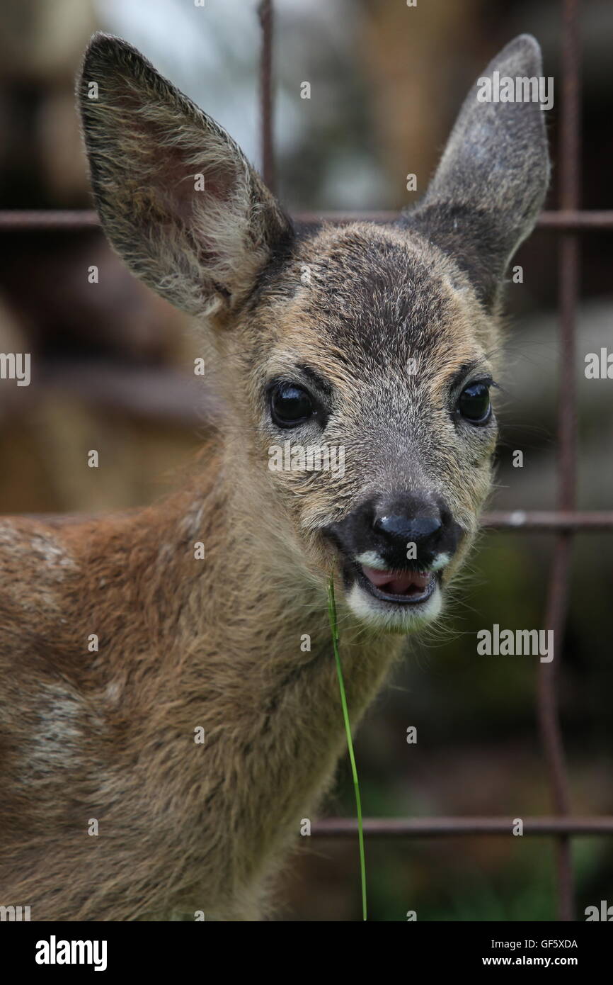 Roe Deer fawn, Capreolus capreolus Stock Photo - Alamy