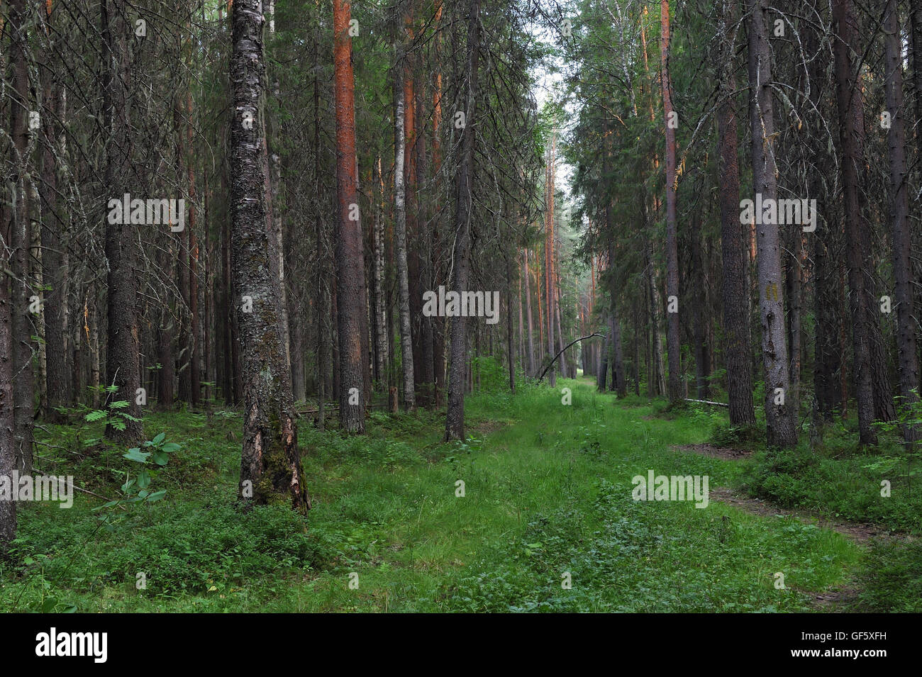 Landscape view. Path deep in forest Stock Photo - Alamy