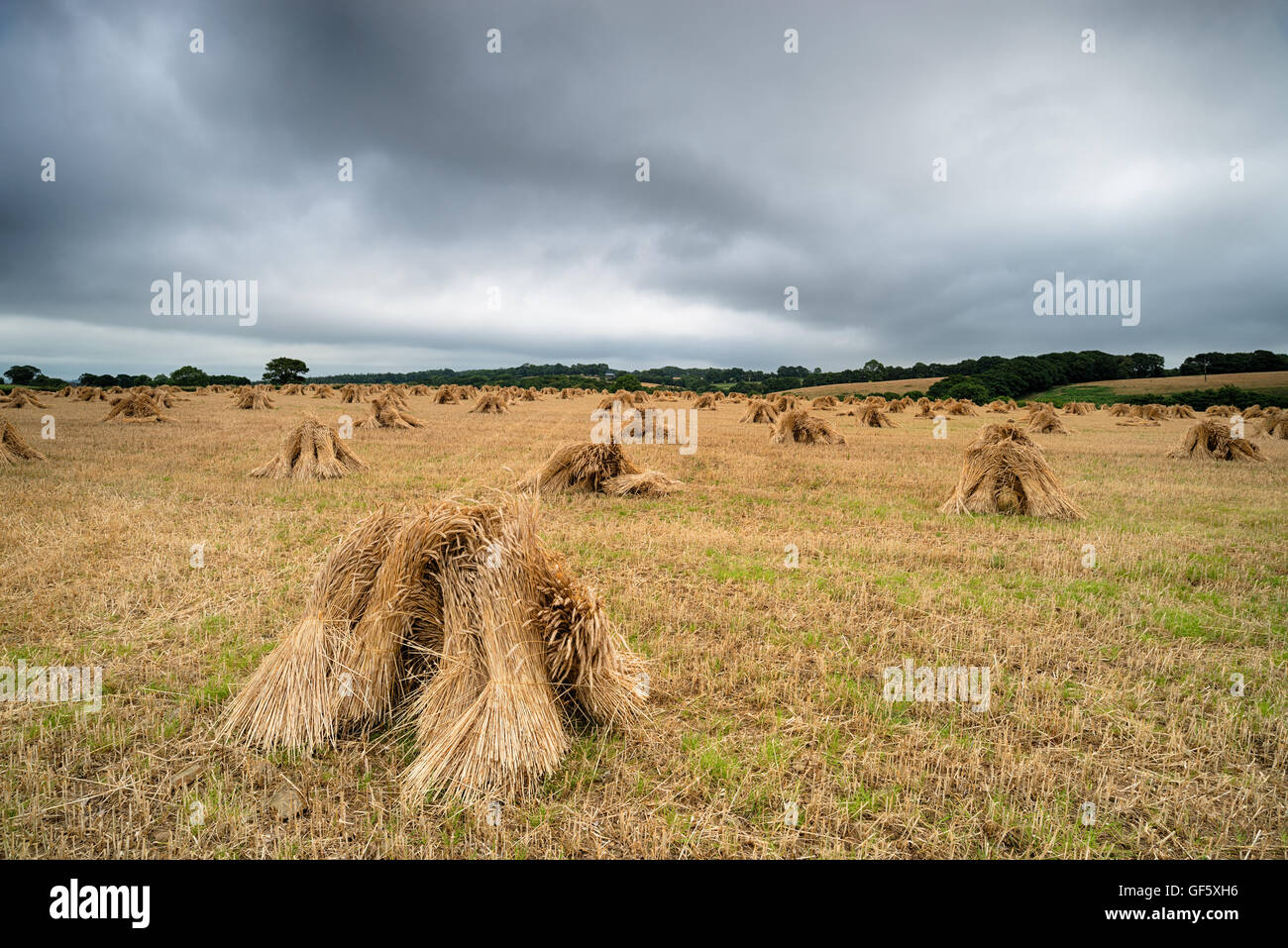 Traditional barley stooks used for thatching under a moody Devon sky ...
