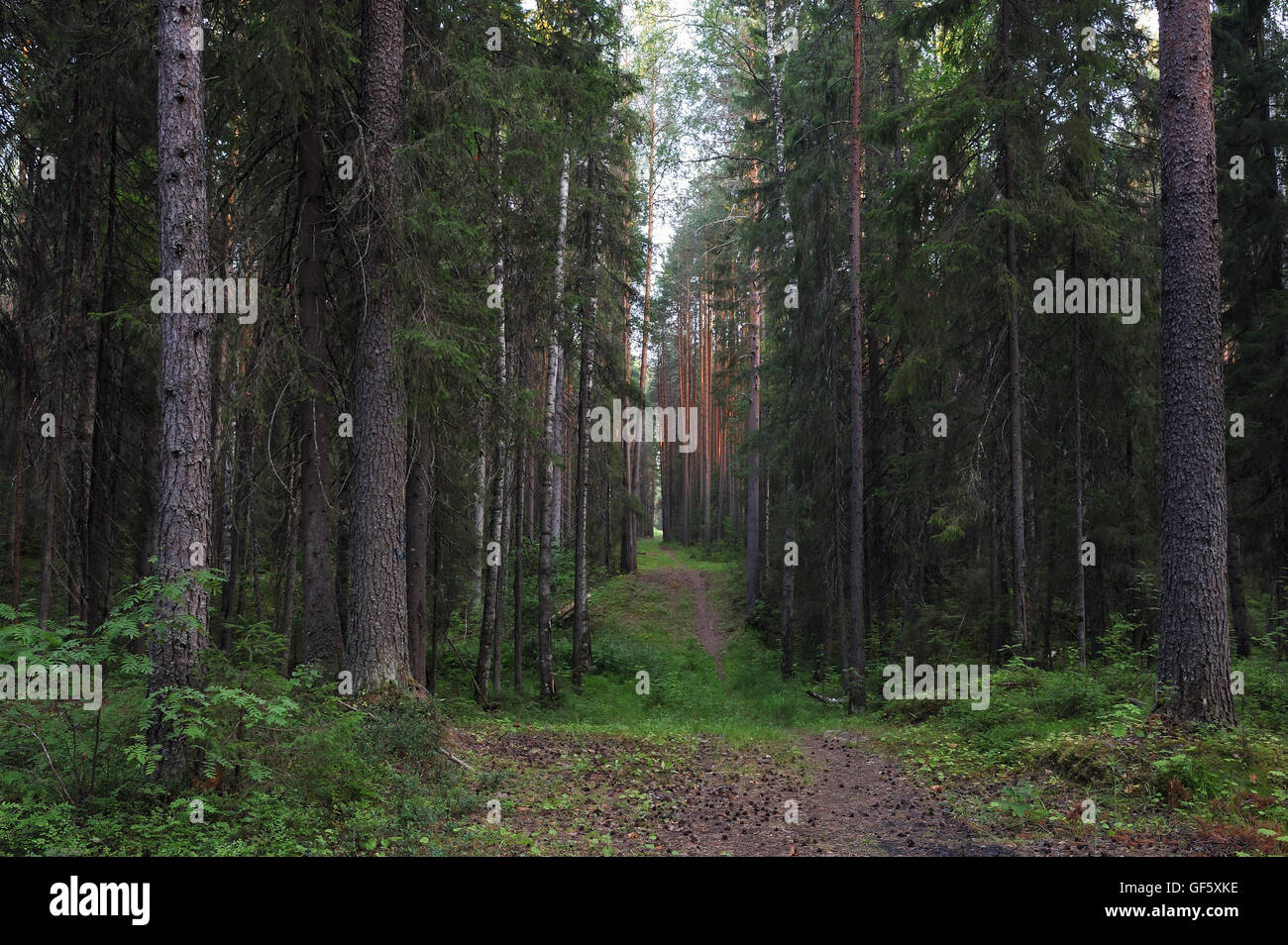Landscape view. Path deep in forest Stock Photo - Alamy