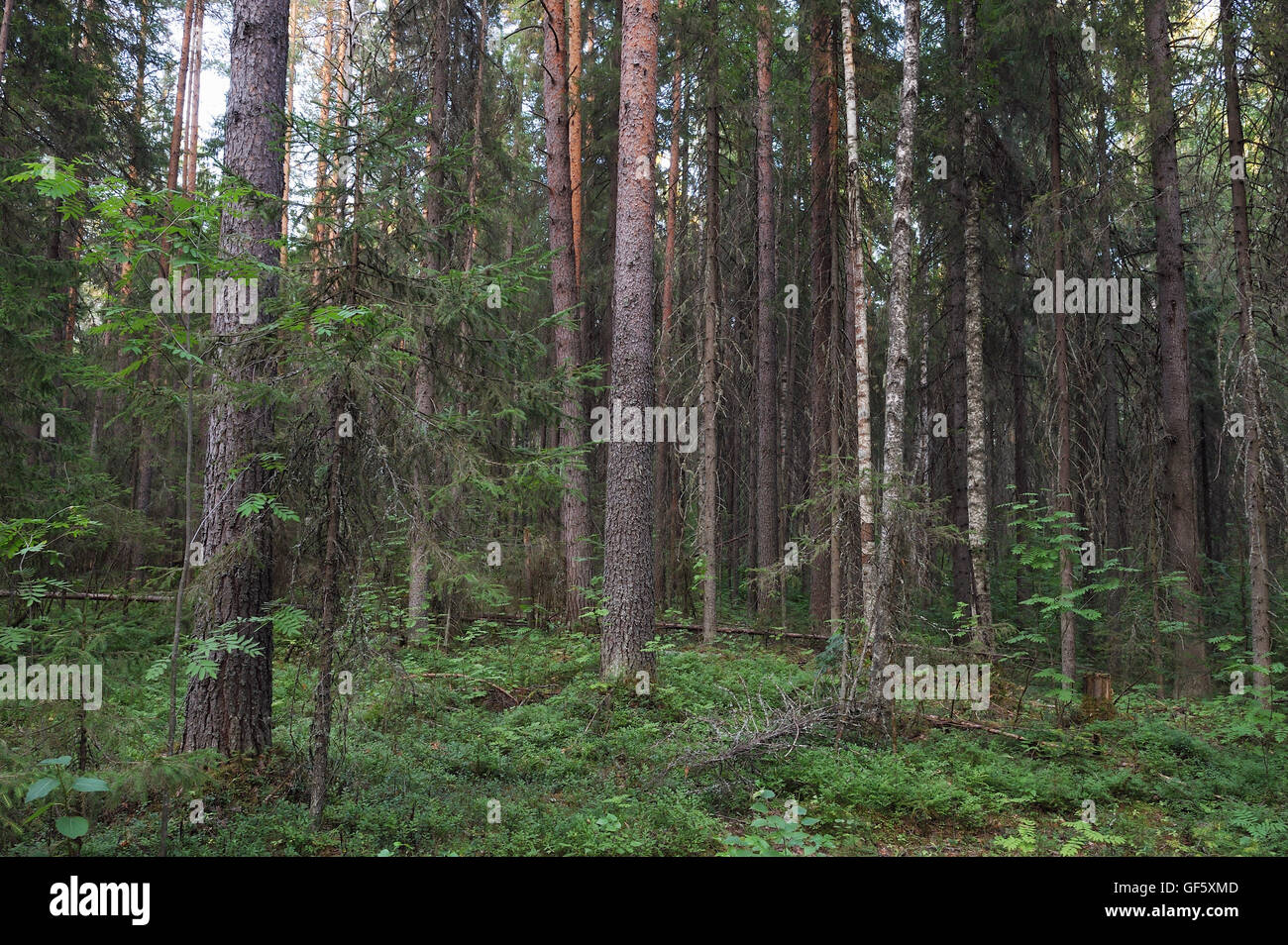 Landscape view deep in forest Stock Photo - Alamy