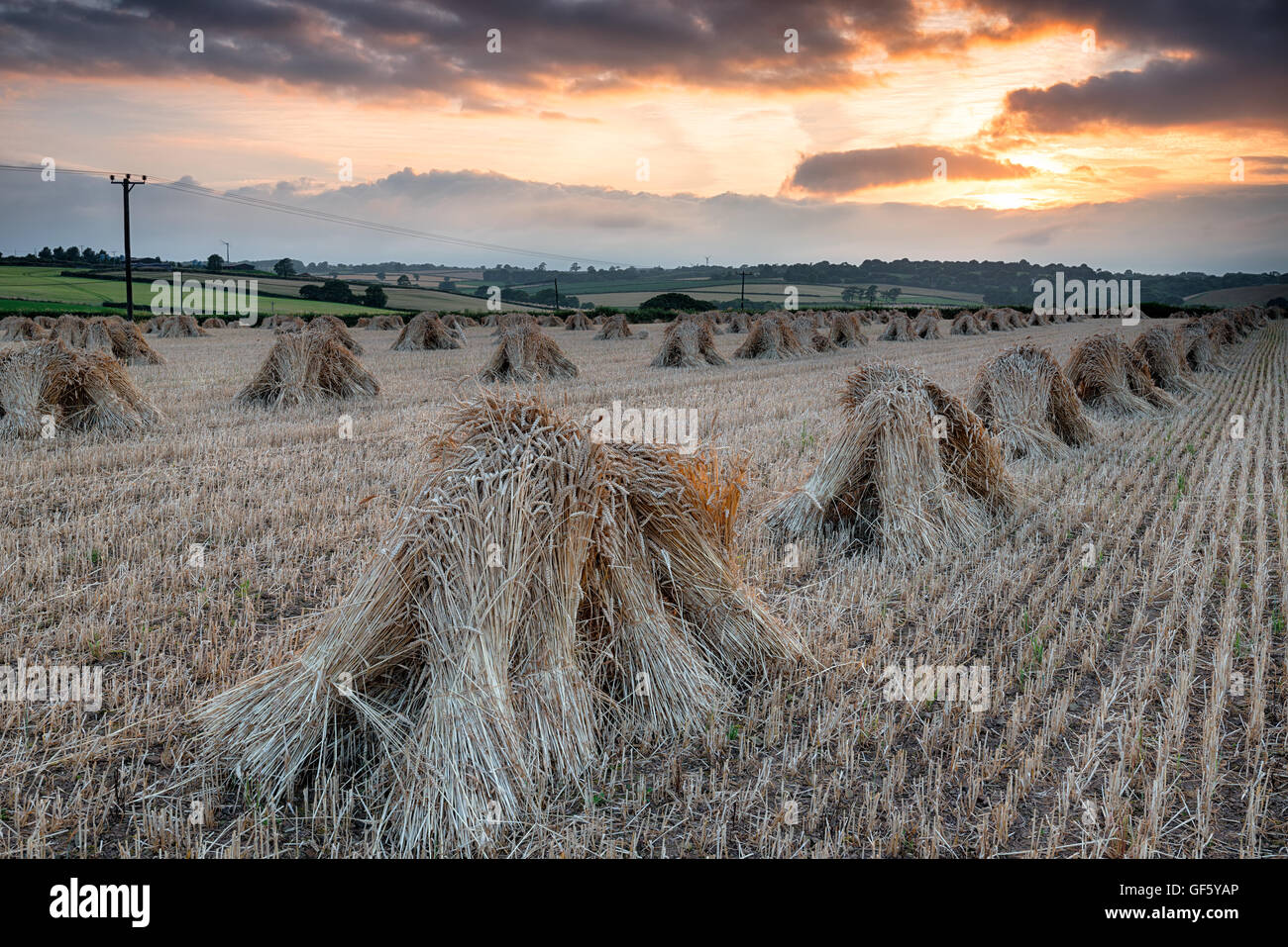 The barley harvest in Devon with rows of stooks laid out to dry under a ...