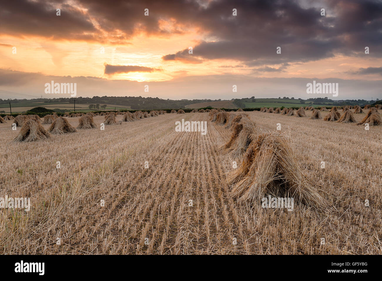 Stunning sunset over a field of barley stooks at harvest time Stock ...