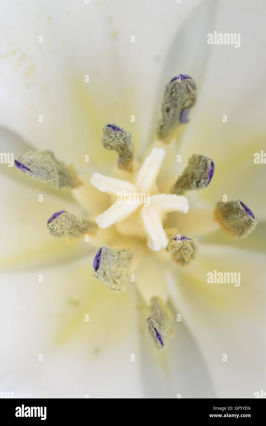 Inside flower head hi-res stock photography and images - Alamy