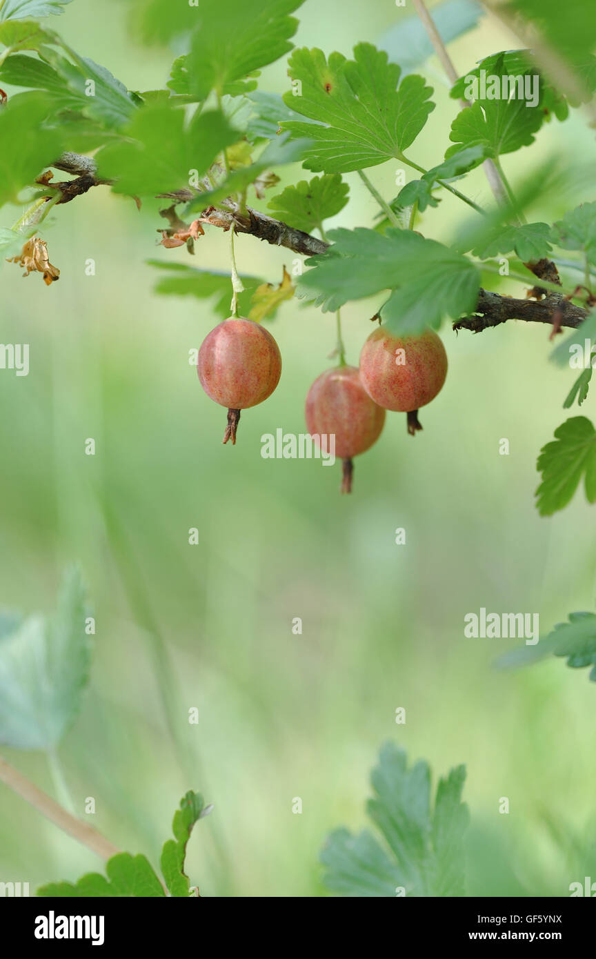 Close up of ripe gooseberries on the bush Stock Photo - Alamy