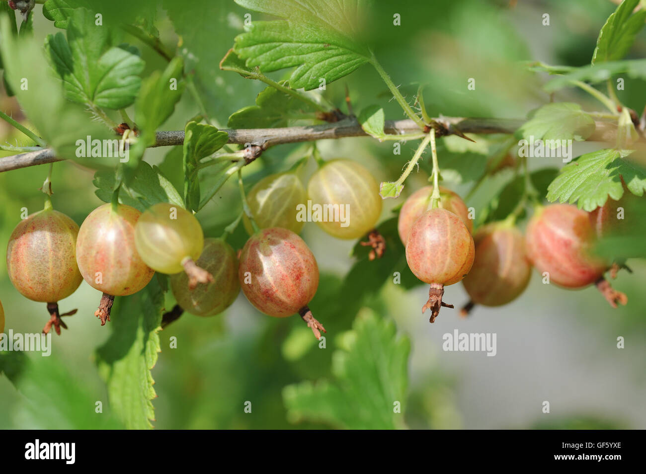 Close up of ripe gooseberries on the bush Stock Photo - Alamy