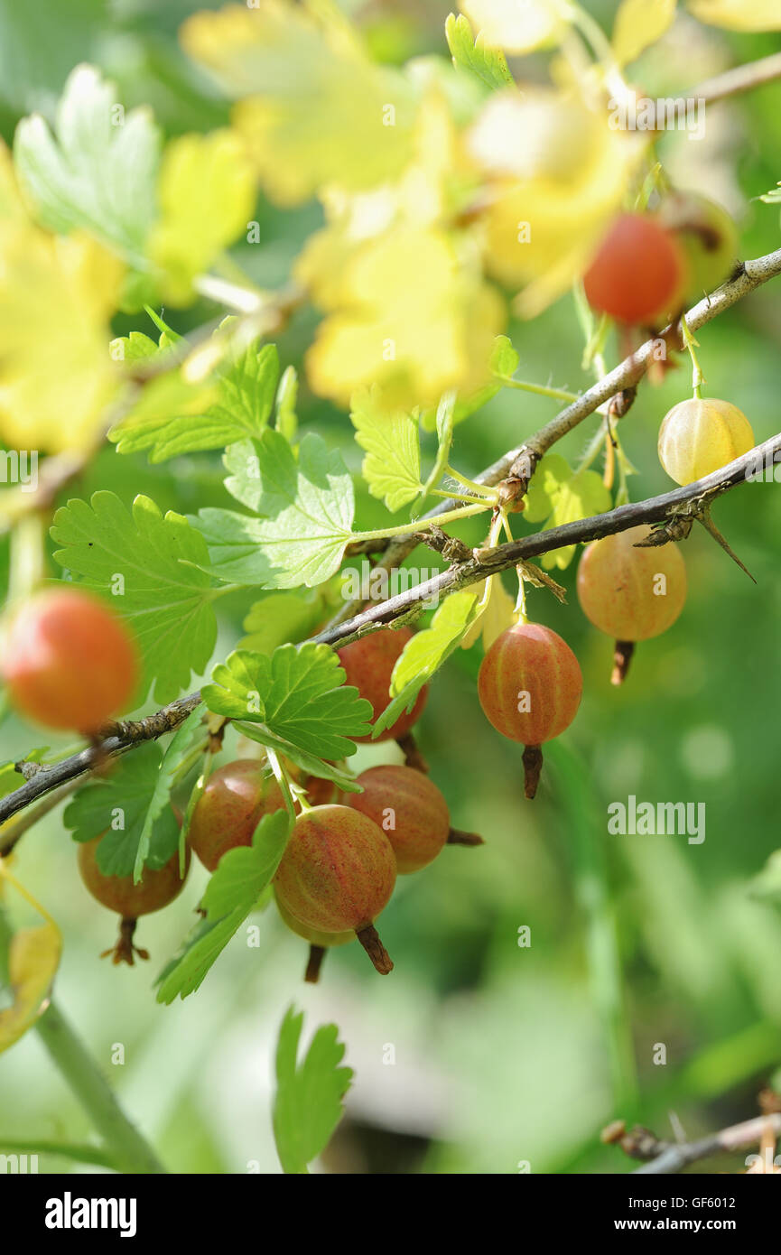 Close up of ripe gooseberries on the bush Stock Photo - Alamy
