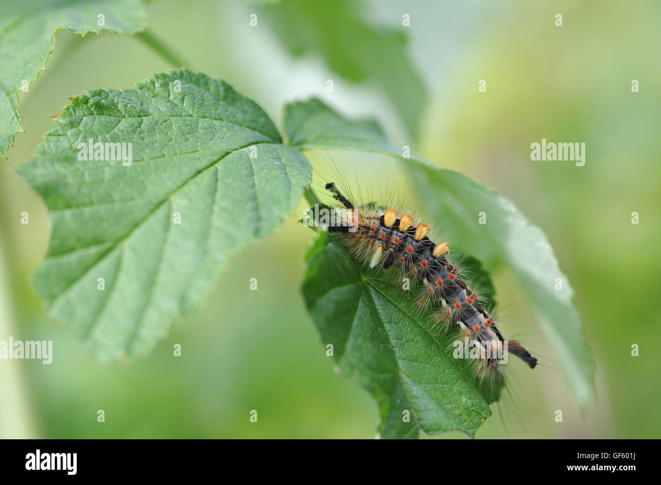 Close up of beautiful caterpillar of orgyia antiqua butterfly Stock ...