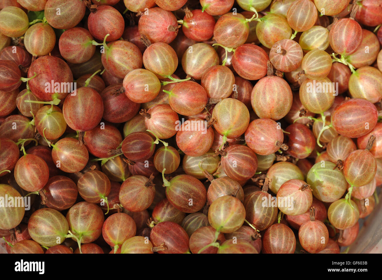 Close up background of gooseberries Stock Photo - Alamy