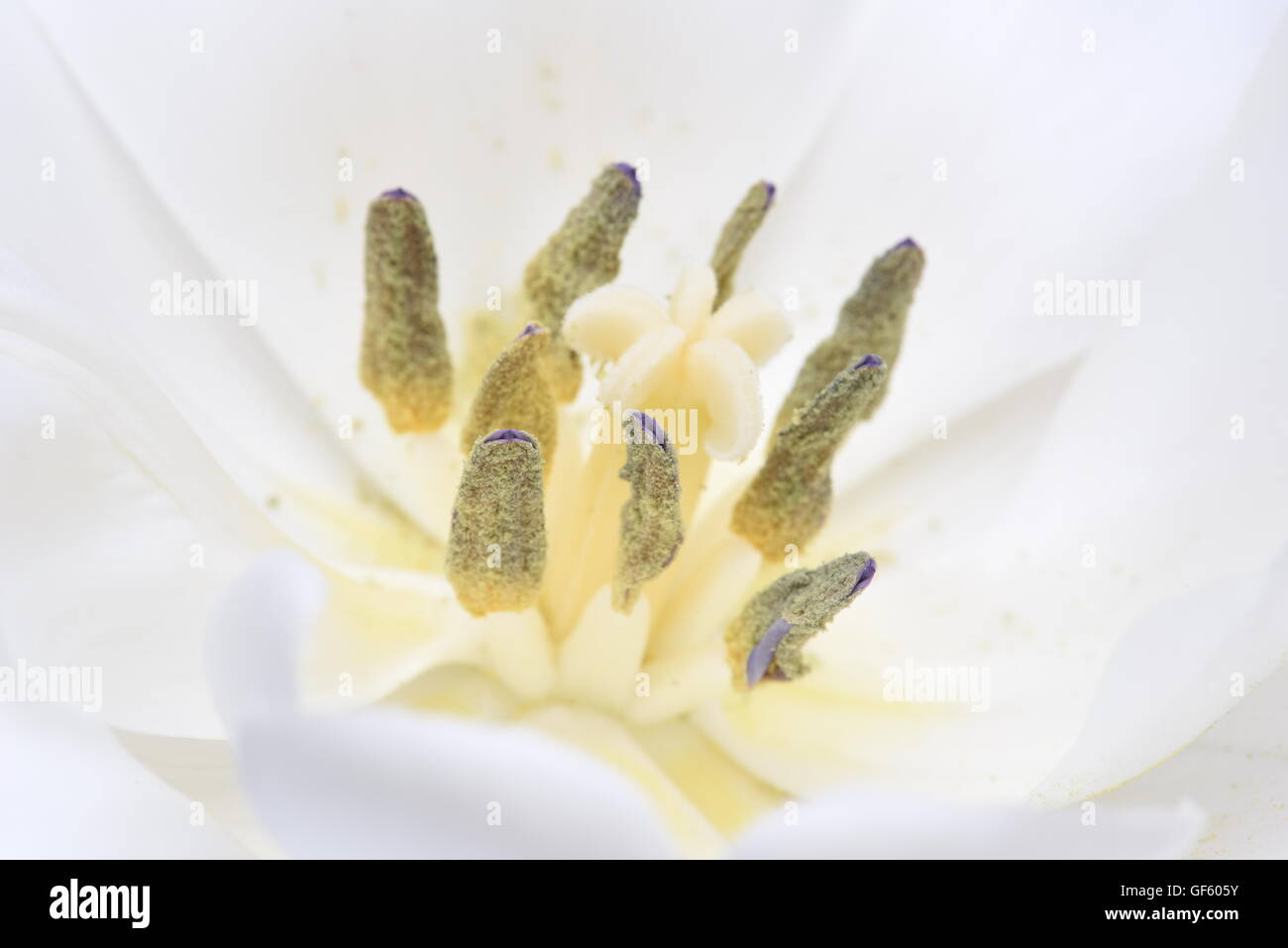 Inside flower head hi-res stock photography and images - Alamy