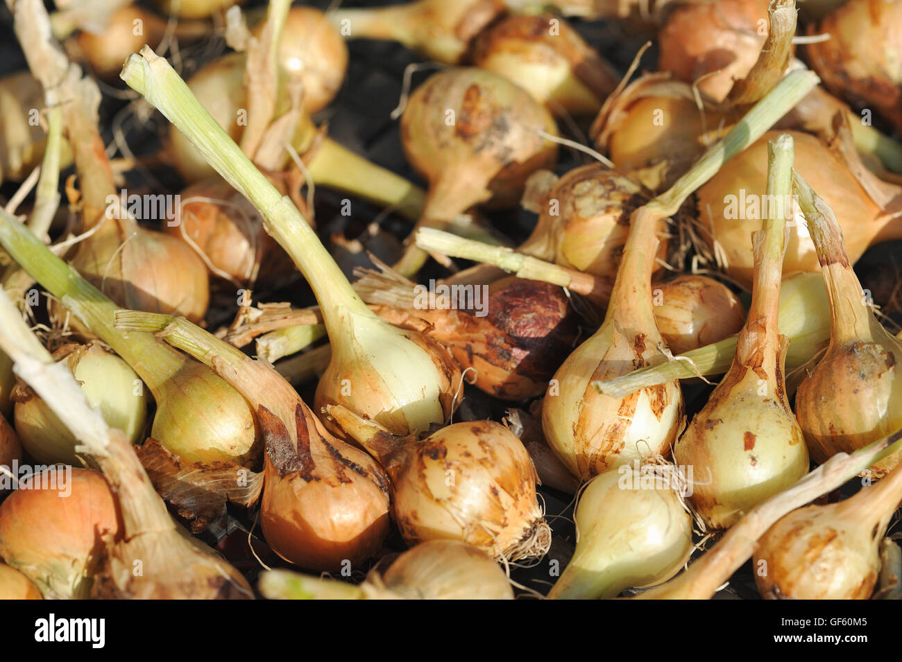 Onion drying hi-res stock photography and images - Alamy