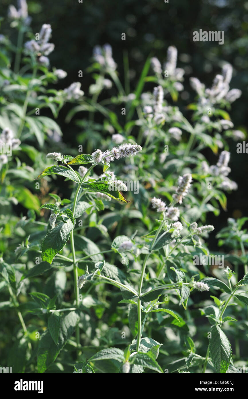 Marsh mint hi-res stock photography and images - Alamy