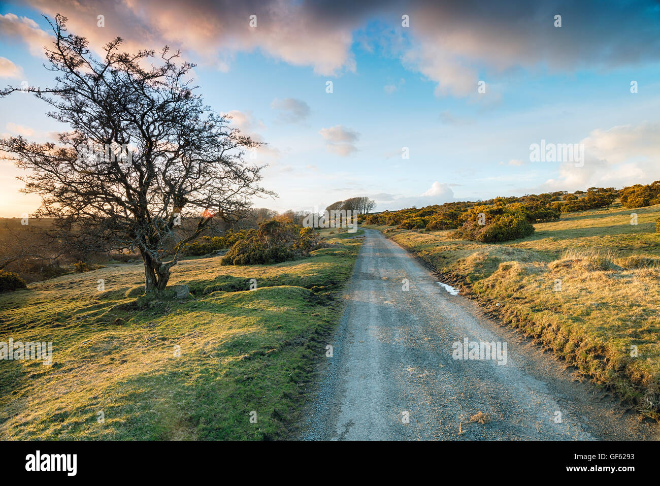 A country lane near St Breward on Bodmin Moor in Cornwall Stock Photo ...