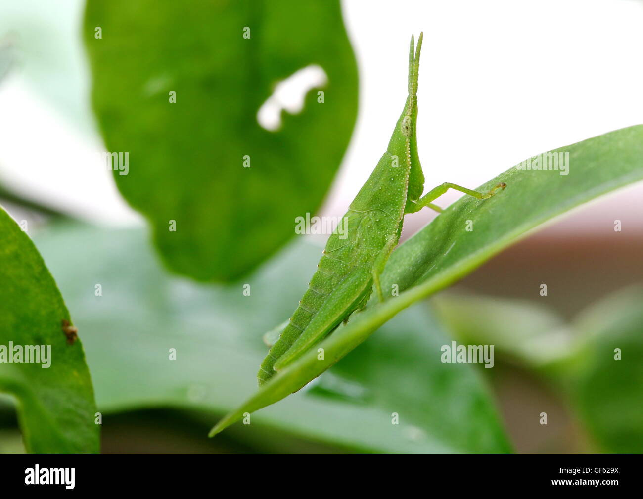 Leaf-shaped grasshopper resting on a leaf Stock Photo - Alamy