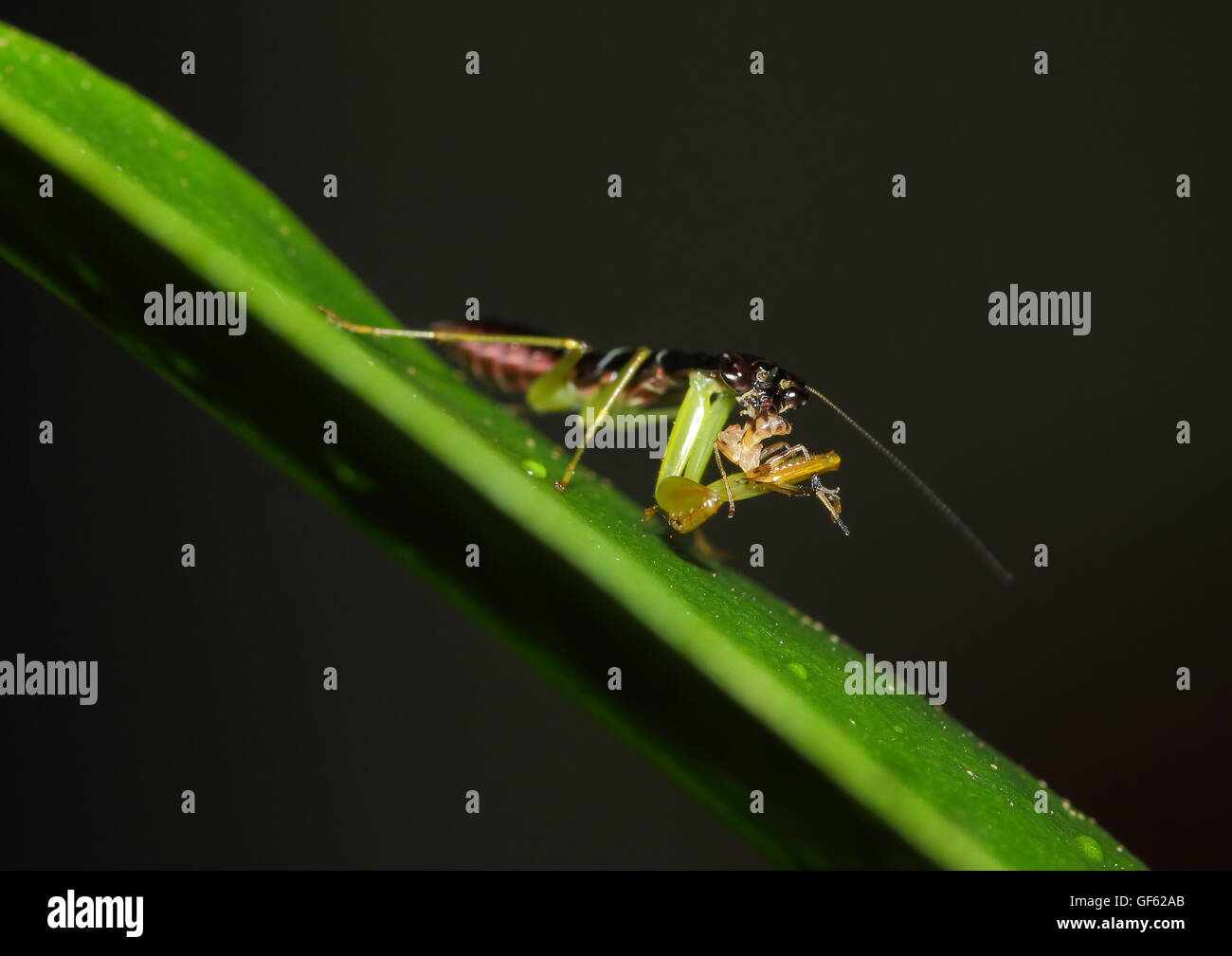 Black praying mantis with green limbs, mantis religiosa, feeding on a ...