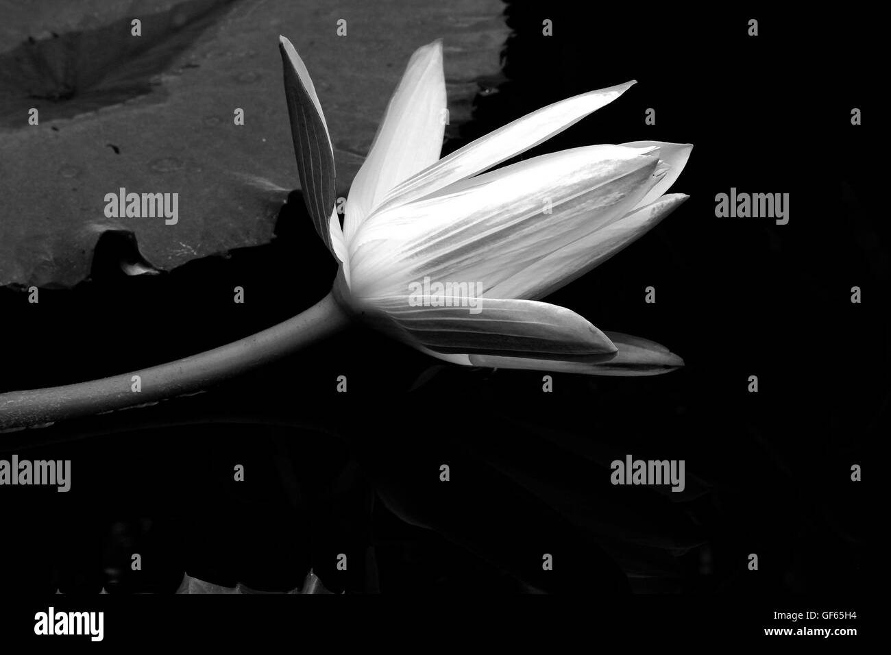 Photograph floating in water Black and White Stock Photos & Images - Alamy