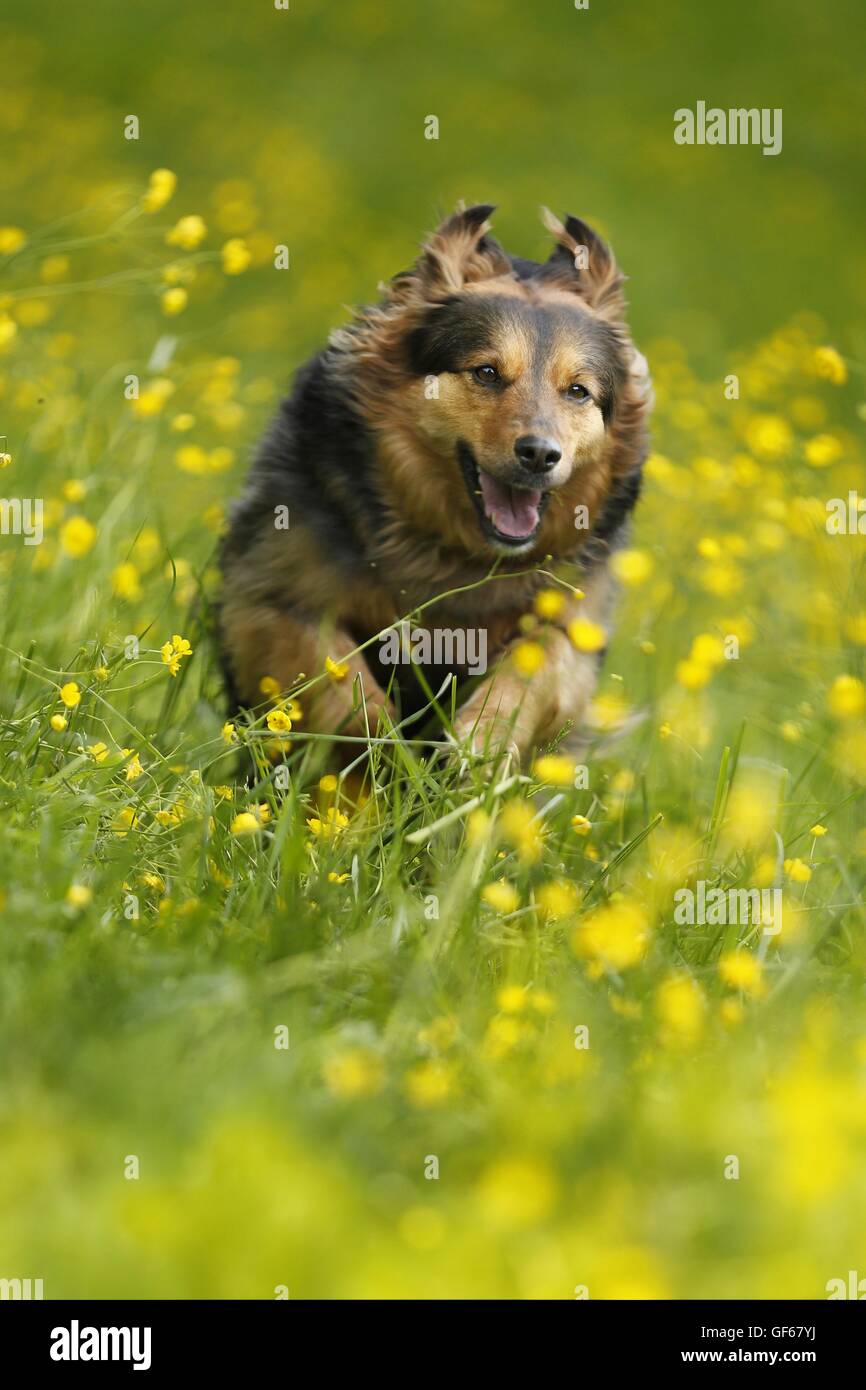 Summer running dog hi-res stock photography and images - Alamy