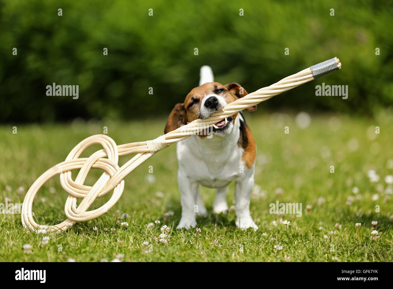 Jack Russell Terrier with carpet beater Stock Photo - Alamy