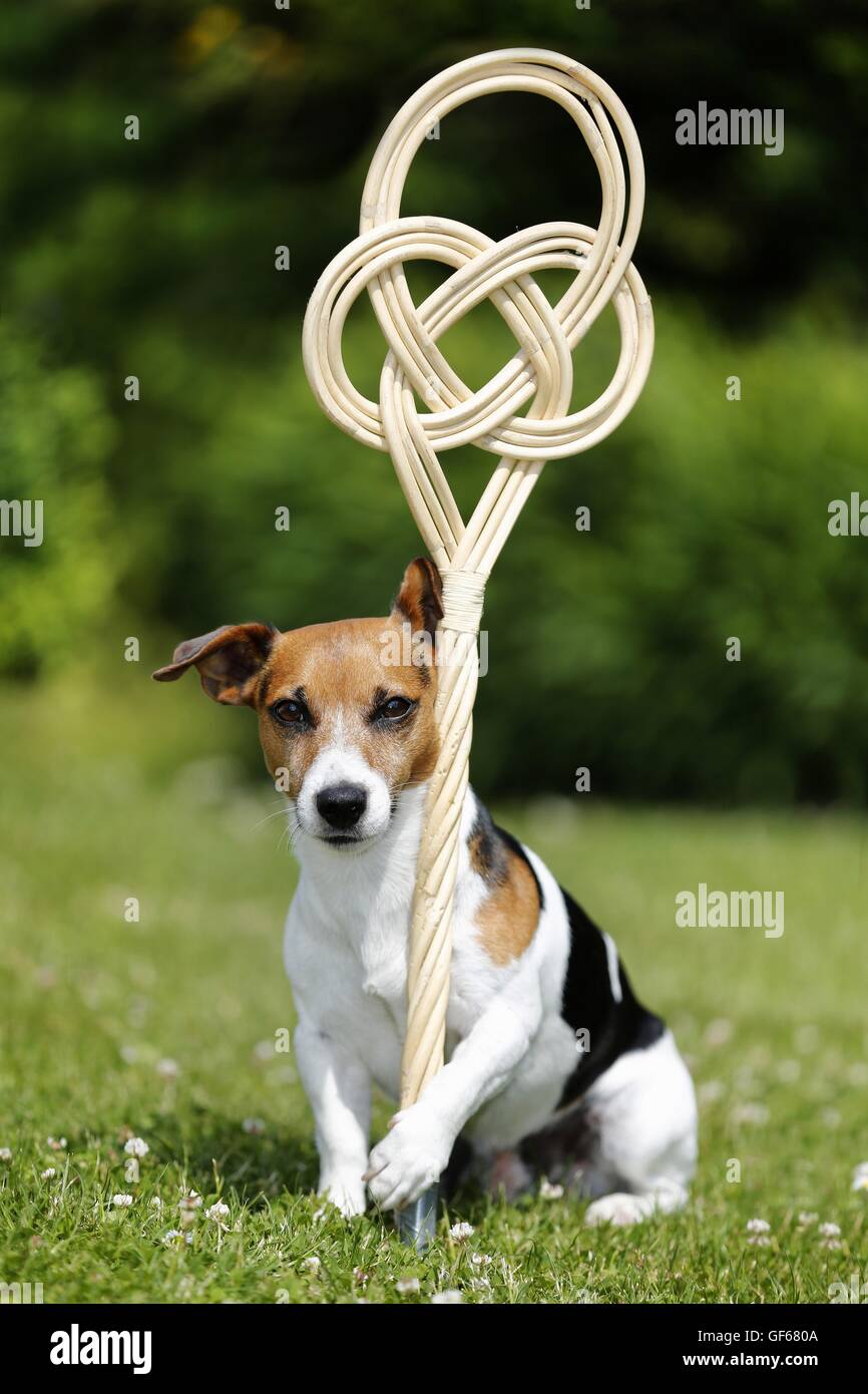 Jack Russell Terrier with carpet beater Stock Photo - Alamy