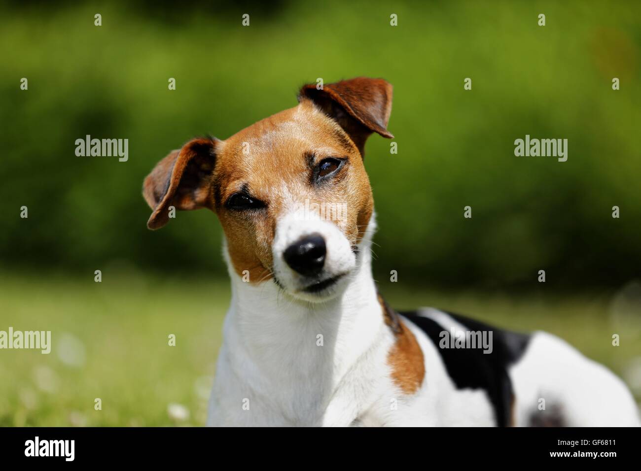Jack russell terrier dog head hi-res stock photography and images - Alamy
