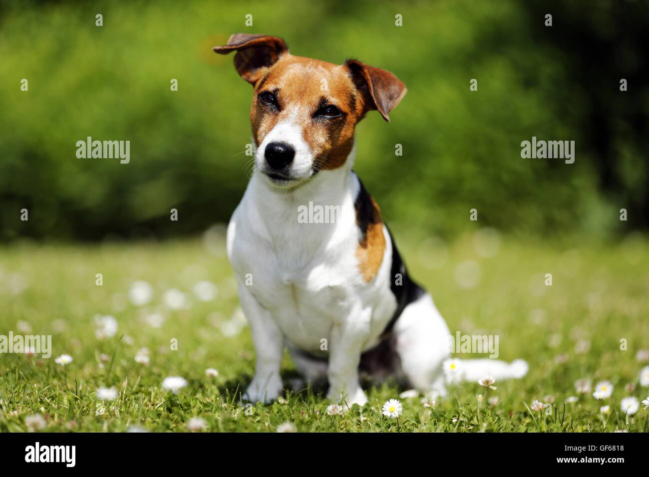 sitting Jack Russell Terrier Stock Photo - Alamy