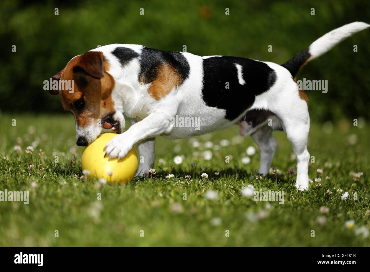 Dog breed jack russell walk hi-res stock photography and images - Alamy