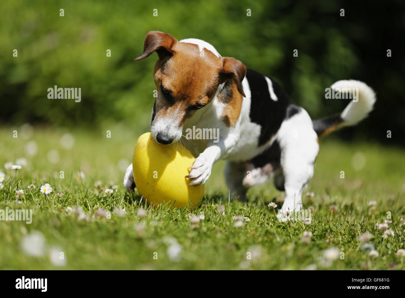 playing Jack Russell Terrier Stock Photo - Alamy