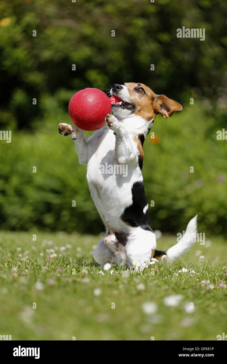 playing Jack Russell Terrier Stock Photo - Alamy