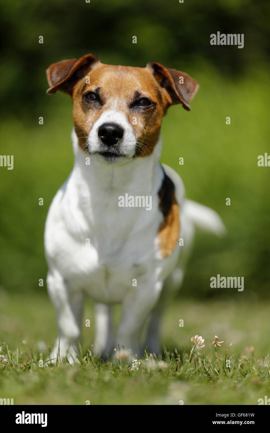 Jack Russell Terrier Stock Photo - Alamy
