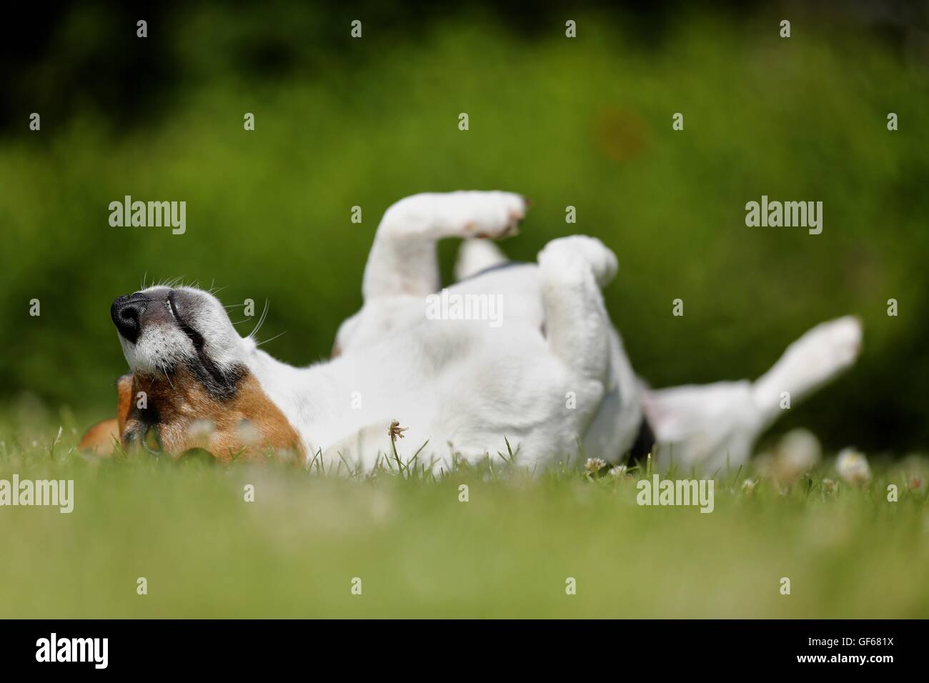 rolling Jack Russell Terrier Stock Photo - Alamy