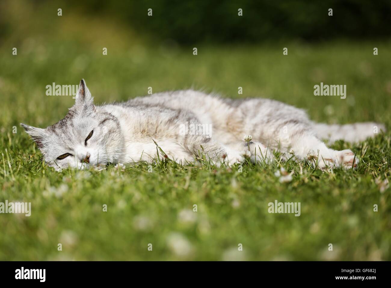 Senior domestic hi-res stock photography and images - Alamy