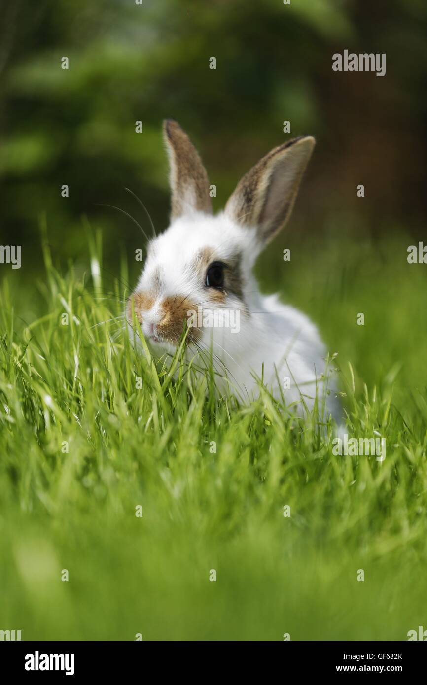 Sunny bunnies hi-res stock photography and images - Alamy